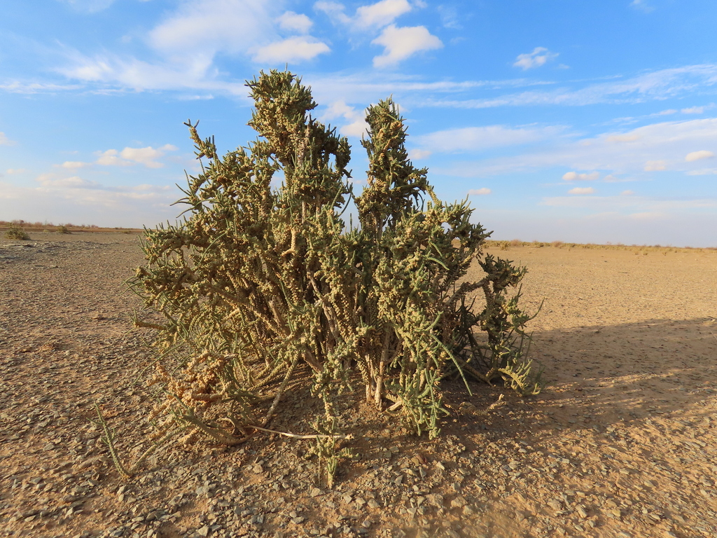 Namibian frying pan plant from Karas Region, Namibia on March 31, 2024 ...