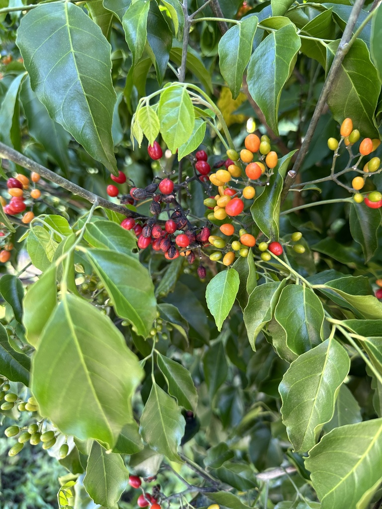 limeberry from Brisbane Botanic Gardens Mount Coot-tha, Mount Coot-Tha ...