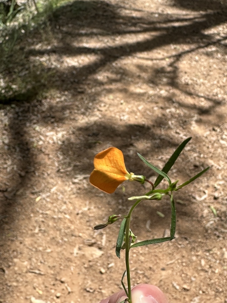 spade flower from Mt Coot-tha Forest, Mount Coot-Tha, QLD, AU on April ...
