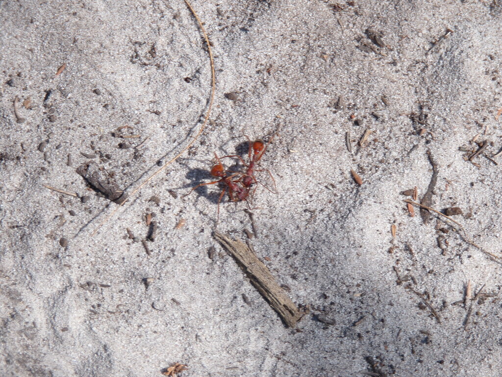 Black-scaped Bull ant from French Island VIC 3921, Australia on March ...
