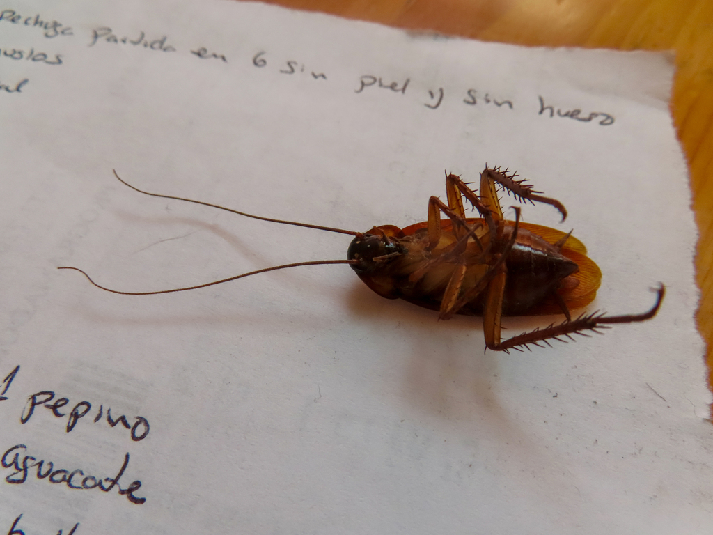 American Cockroach from Nezahualcóyotl, México, Mexico on March 23 ...