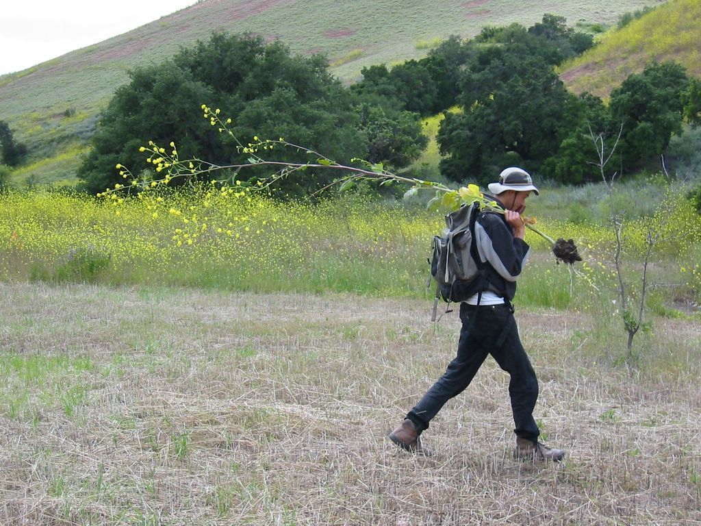 Black Mustard from cheeseboro cayon on April 25, 2003 at 01:48 PM by ...