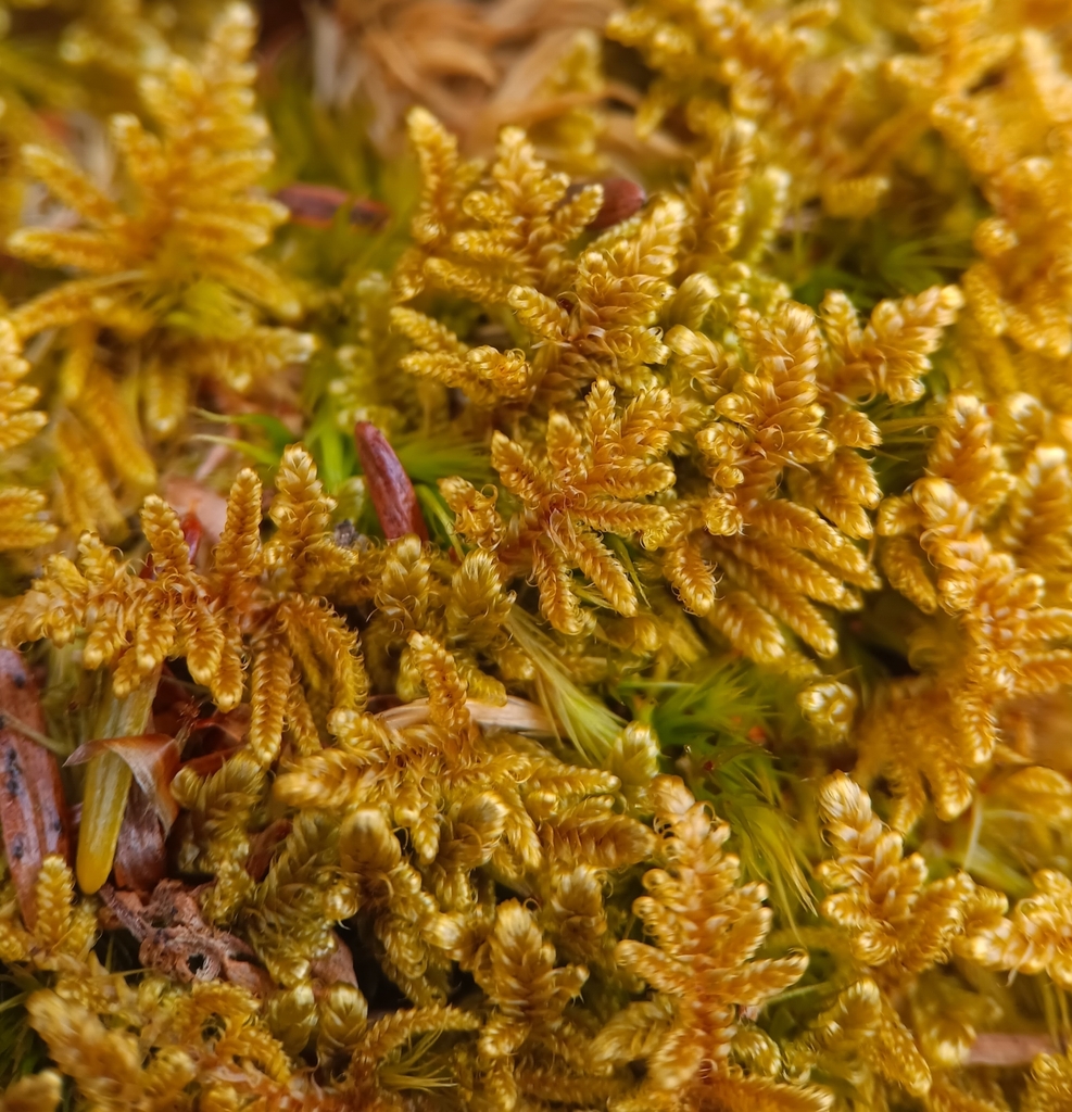 brocade moss from Wenham, MA 01984, USA on April 3, 2024 at 07:31 AM by ...
