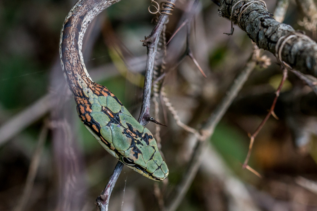 Twig Snake from uMkhanyakude District Municipality, South Africa on ...