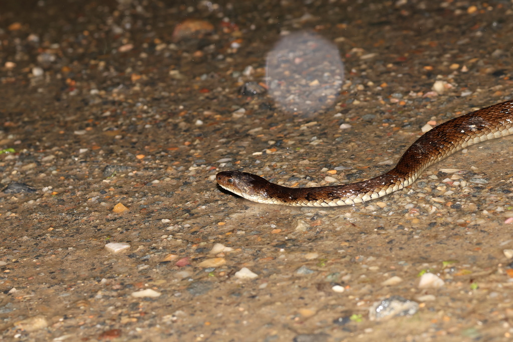 Rough-scaled Snake from Springbrook Rd, Springbrook, QLD, AU on April 3 ...