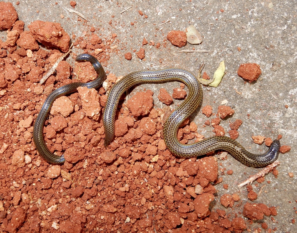 Uropeltis from Udumbanchola, Idukki, KL, IN on March 22, 2024 at 10:08 ...