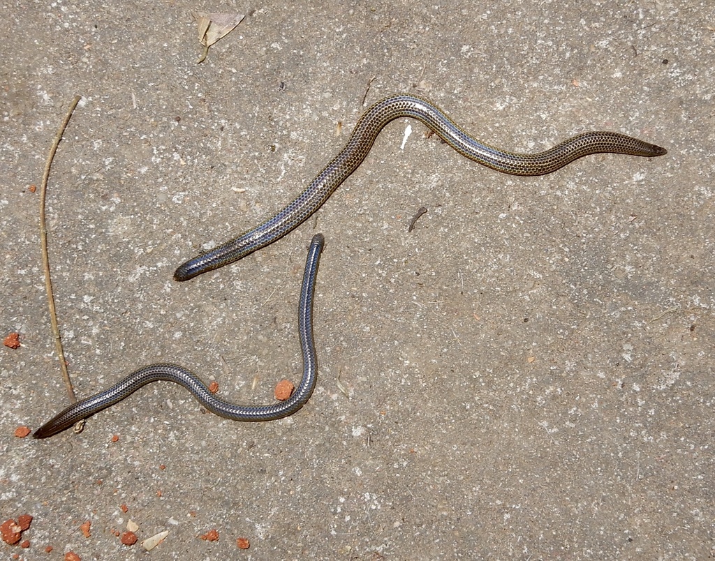 Uropeltis from Udumbanchola, Idukki, KL, IN on March 22, 2024 at 10:11 ...
