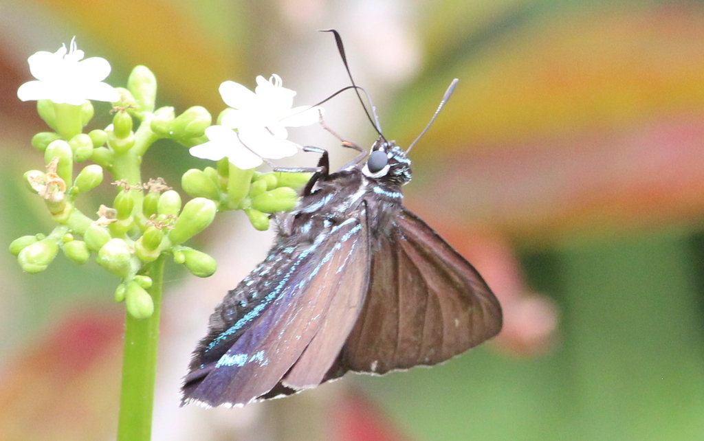 Mangrove Skipper from , Florida, United States on April 8, 2018 at 10: ...