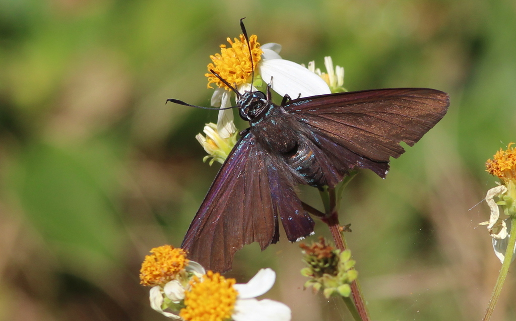 Mangrove Skipper from , Florida, United States on April 21, 2019 at 10: ...
