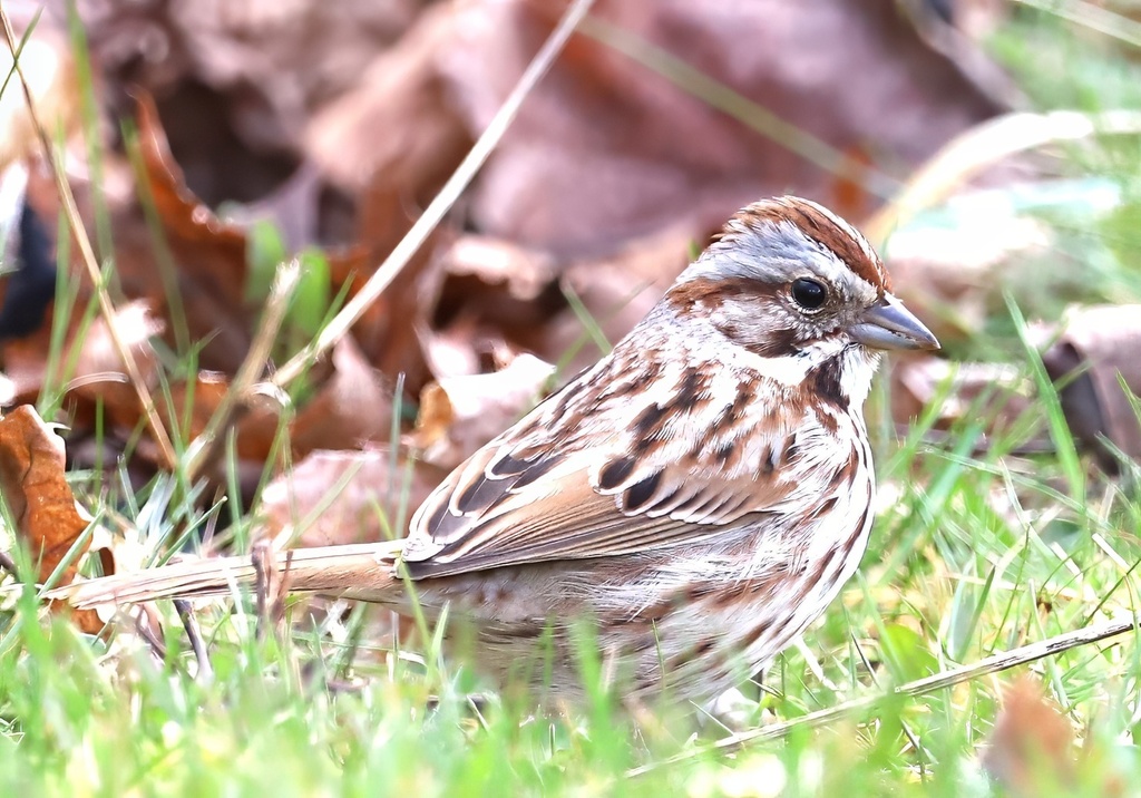 Song Sparrow from Second Woods Park, St. Catharines, ON, Canada on ...