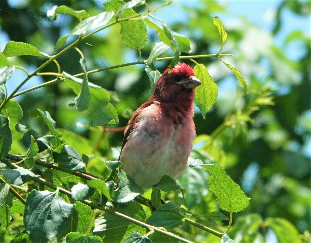 Purple Finch from Holland Marsh, Bradford West Gwillimbury, ON, Canada ...