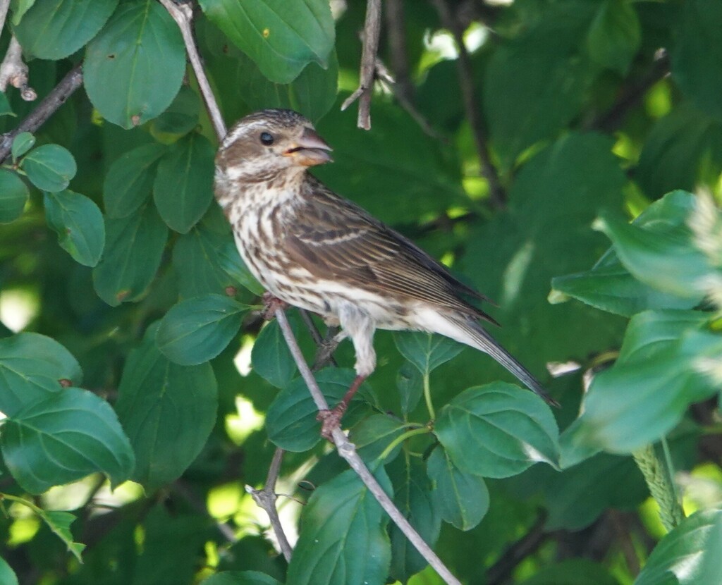 Purple Finch from Holland Marsh, Bradford West Gwillimbury, ON, Canada ...