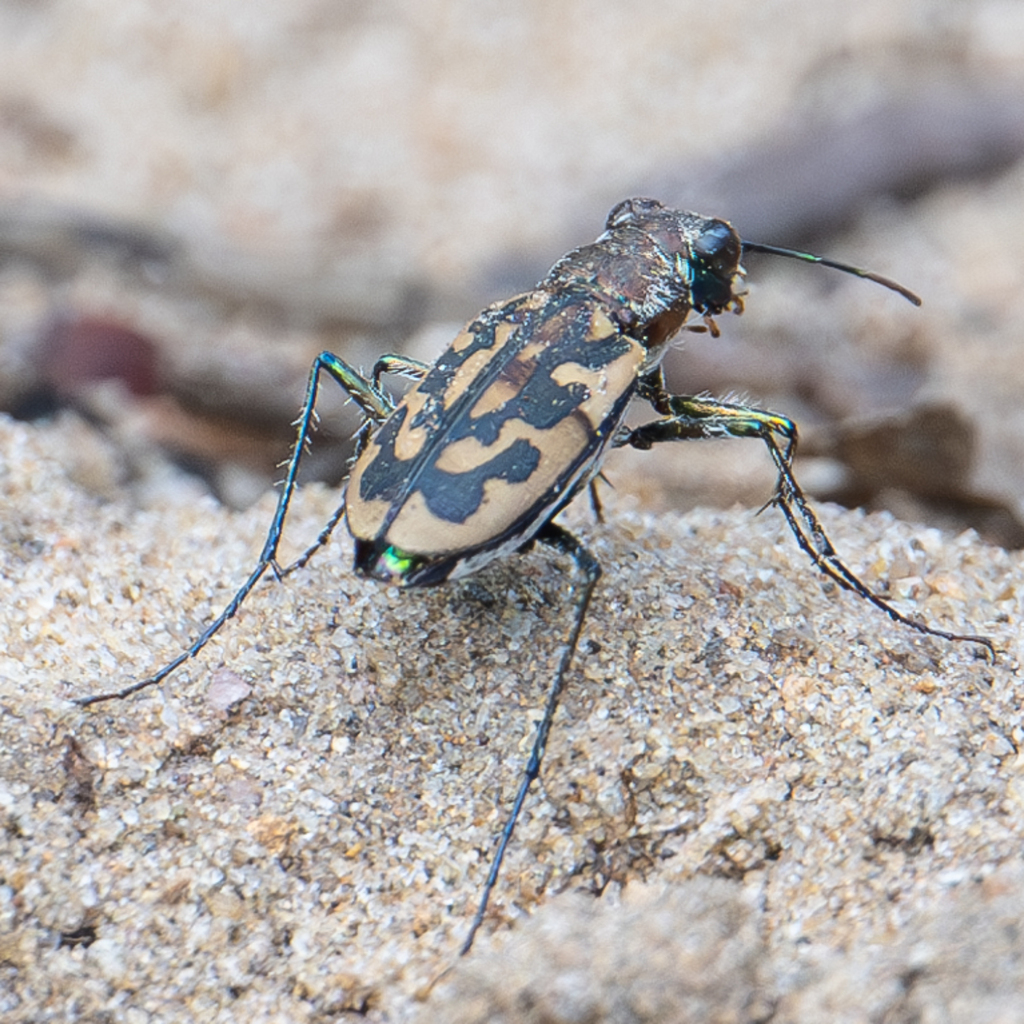 Leopard Tiger Beetles from Fezile Dabi District Municipality, South ...