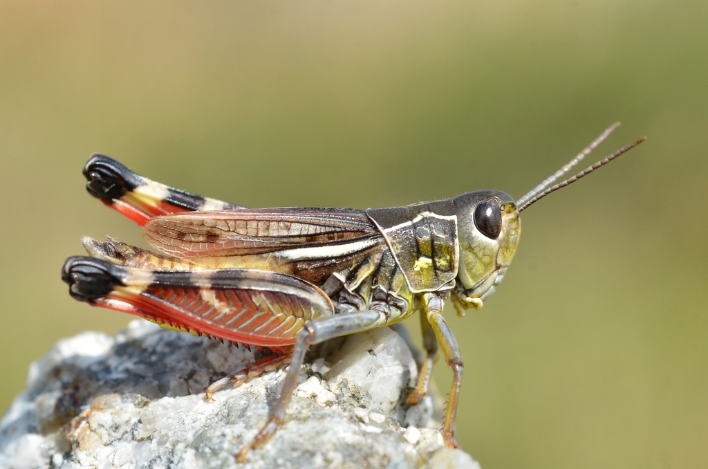 Eastern Banded Grasshopper (Heuschrecken (Orthoptera: Saltatoria) in ...