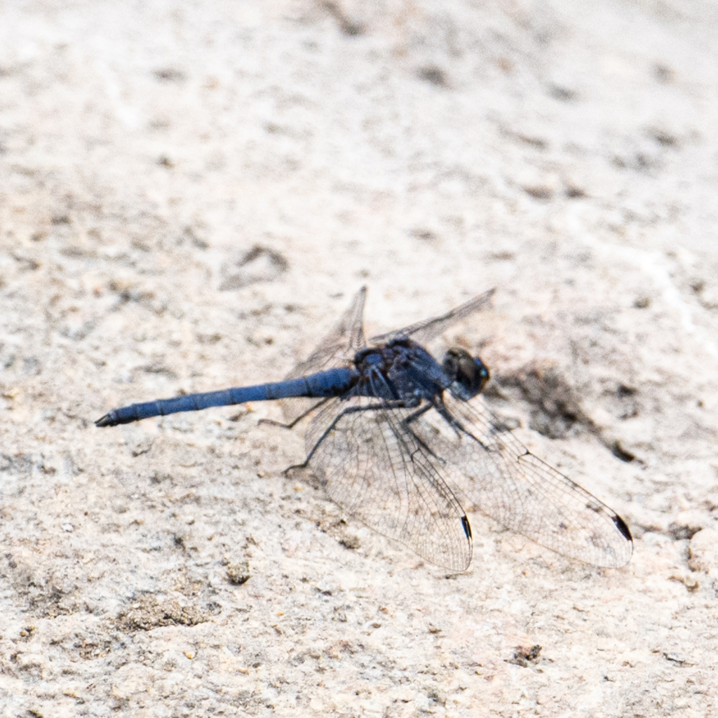 Navy Dropwing from Fezile Dabi District Municipality, South Africa on ...