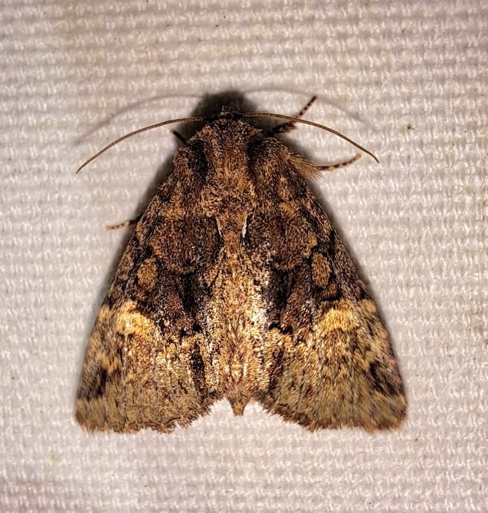 Turbulent Phosphila Moth from Vernon County, US-LA, US on April 1, 2024 ...