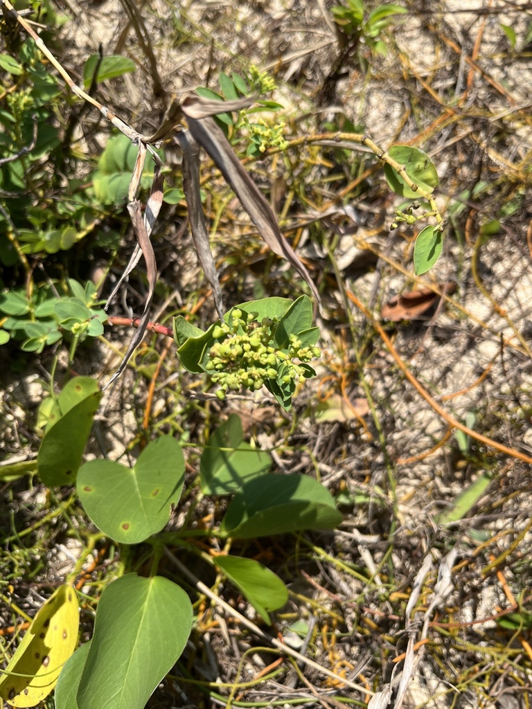 Sweet Spurge in April 2024 by Nakatada Wachi. Euphorbia atoto ...