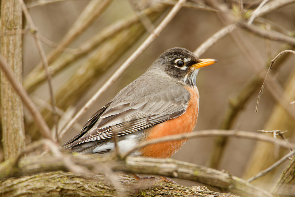 American Robin from Lansing, MI, USA on April 3, 2024 at 09:30 AM by ...