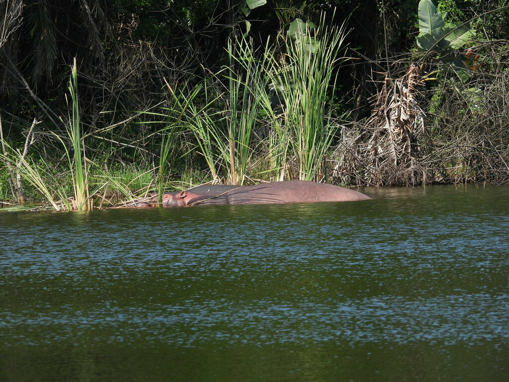 Common Hippopotamus from Richards Bay, South Africa on April 2, 2024 at ...
