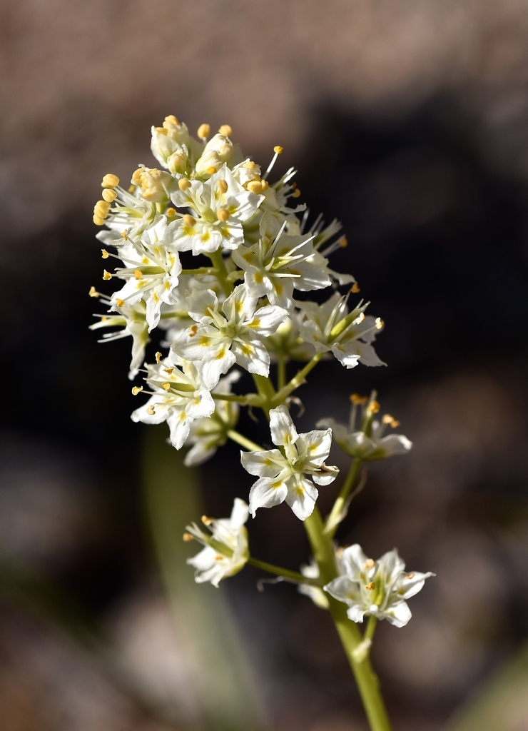 foothill deathcamas ((Most) Wildflowers of Sagehen Creek Basin, CA ...