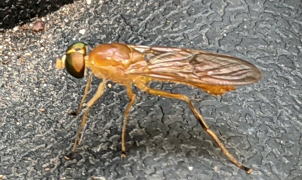 Compost Fly from Hazel Heights, Gainesville, FL 32605, USA on June 9 ...