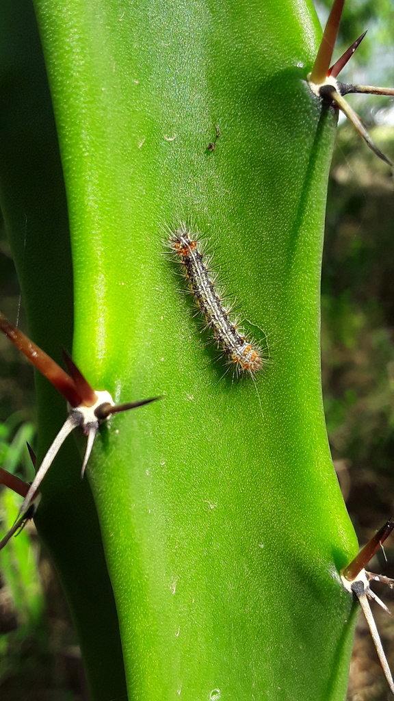Tiger Moths from McAllen, TX, USA on April 27, 2019 at 09:58 AM by John ...