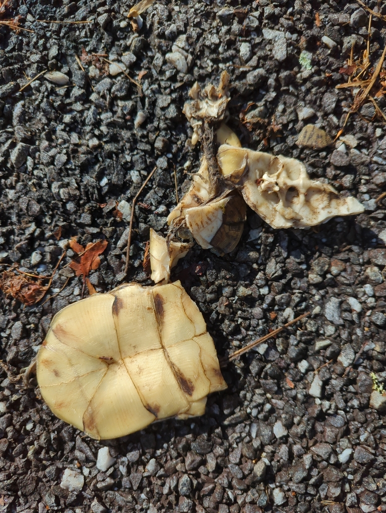 Eastern Box Turtle in April 2024 by Tim Lewis. Roadkill at overlook ...