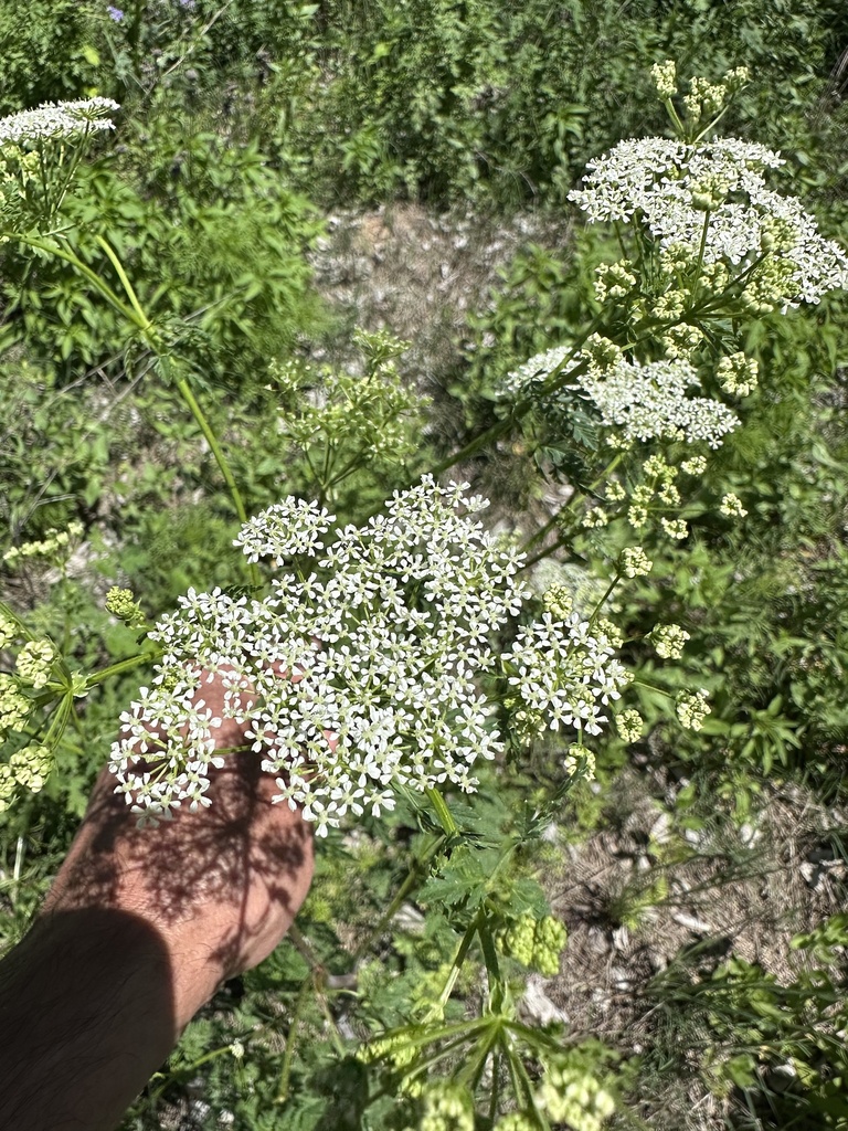 poison hemlock from Travis County, US-TX, US on April 2, 2024 at 02:25 ...