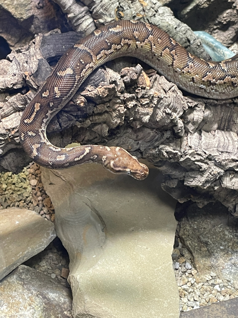 Anchieta's Dwarf Python from San Diego on April 2, 2024 at 03:16 PM by ...