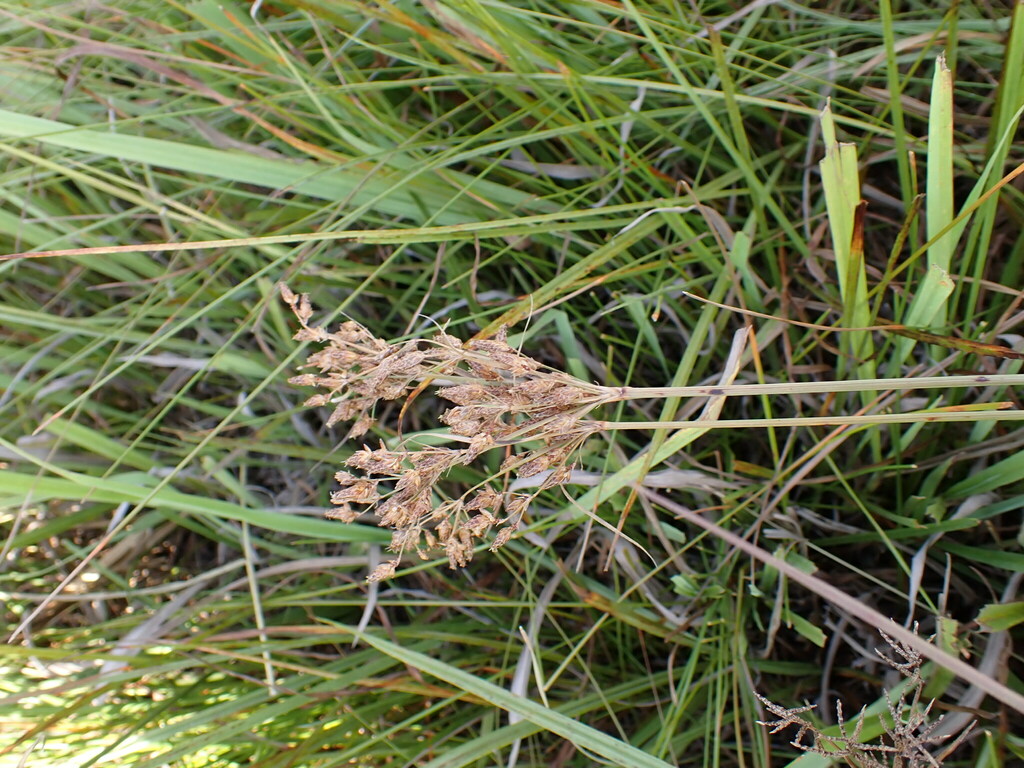 Common Fringe-rush from Bojanala Platinum District Municipality, South ...