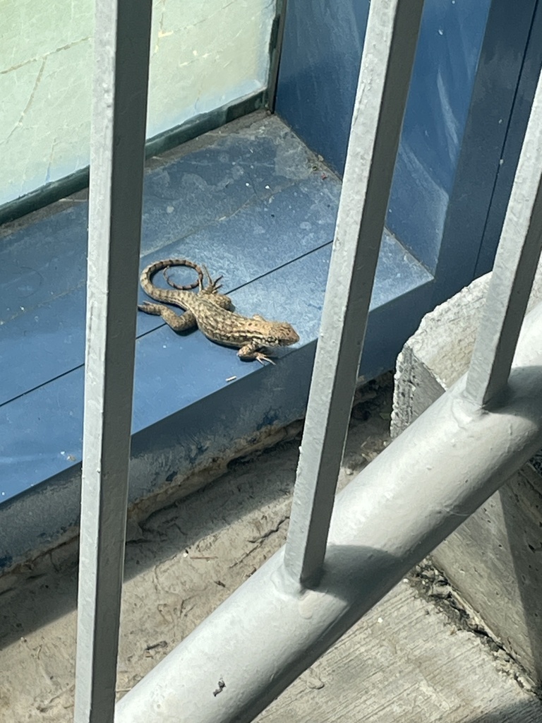 Northern Curly-tailed Lizard from Florida International University ...