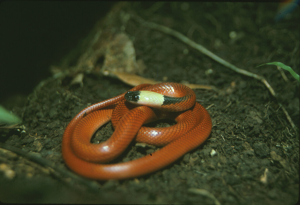 Common Mussurana from Putumayo, Ecuador on April 18, 1994 by Pete Zani ...