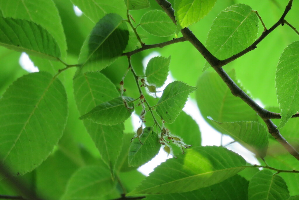 Mexican Elm from Colegio de Postgraduados, Campus Córdoba on April 1 ...