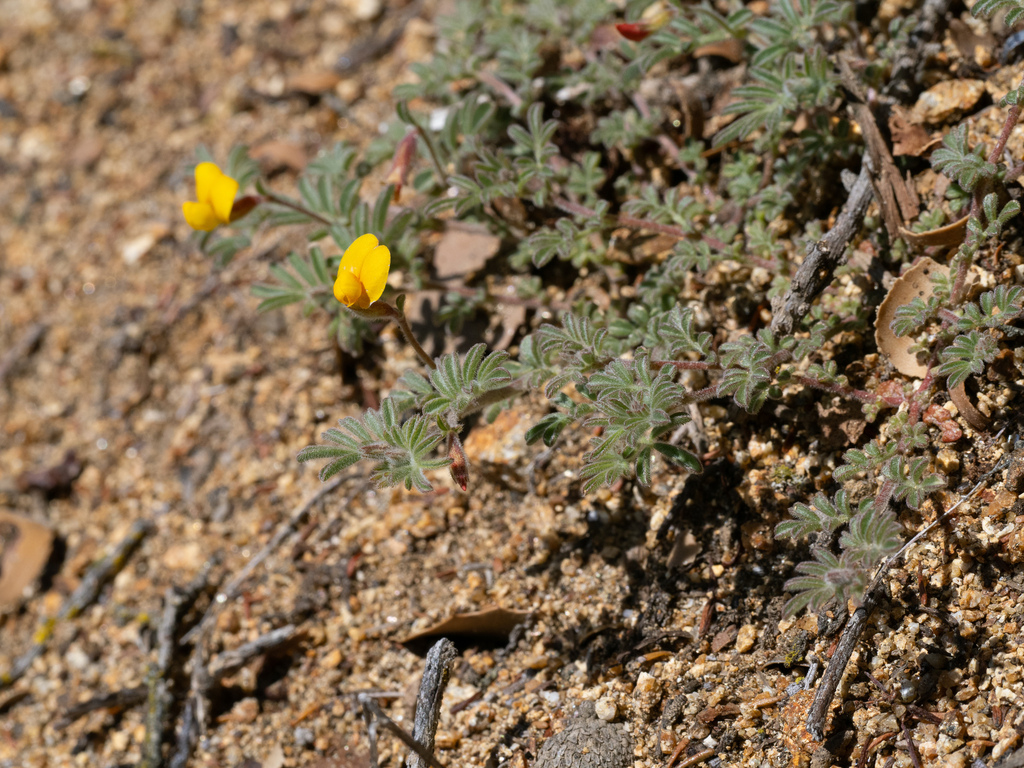 strigose lotus from San Diego County, CA, USA on April 2, 2024 at 11:51 ...
