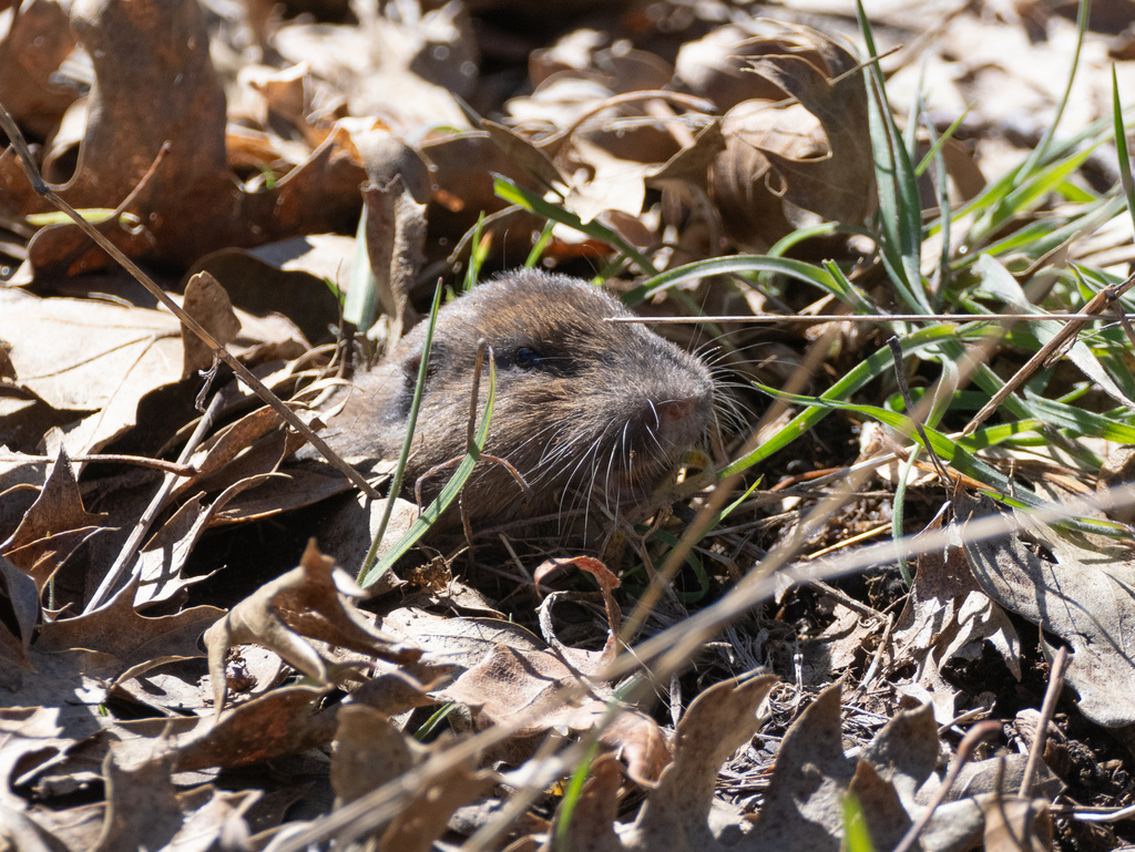 Botta's Pocket Gopher from San Diego County, CA, USA on April 2, 2024 ...