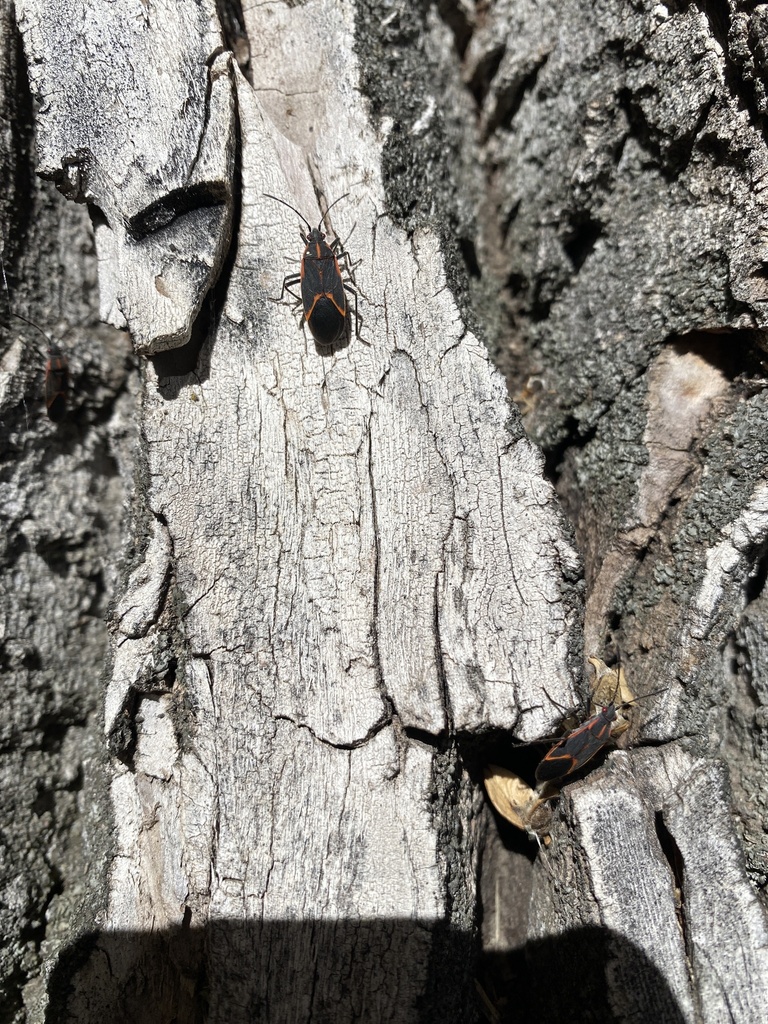 Eastern Boxelder Bug from S P St, Livingston, MT, US on October 18 ...