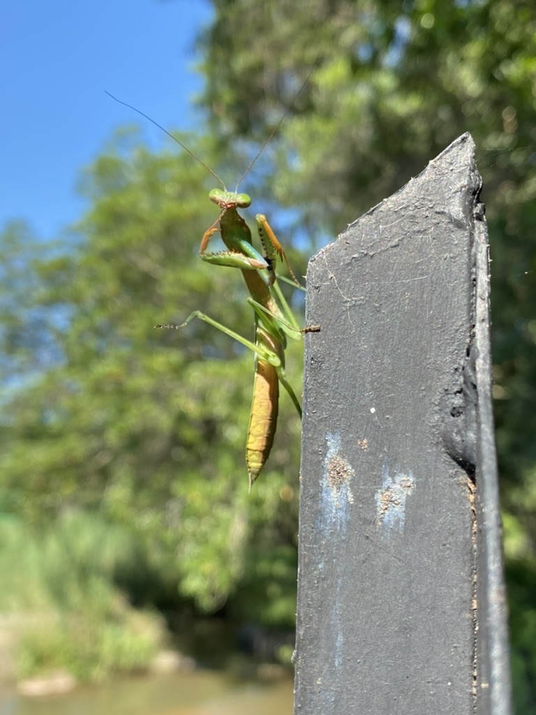Flag Mantis from Hazyview, 1242, South Africa on December 23, 2023 at ...