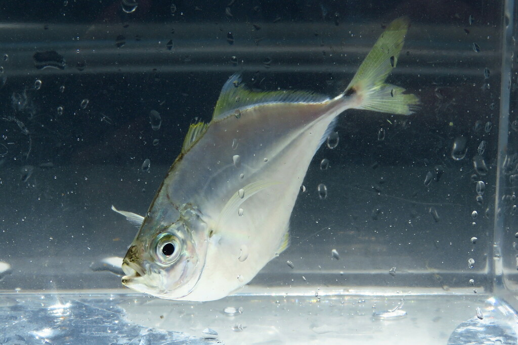 Atlantic Bumper (Saltwater Fish of Louisiana) · iNaturalist