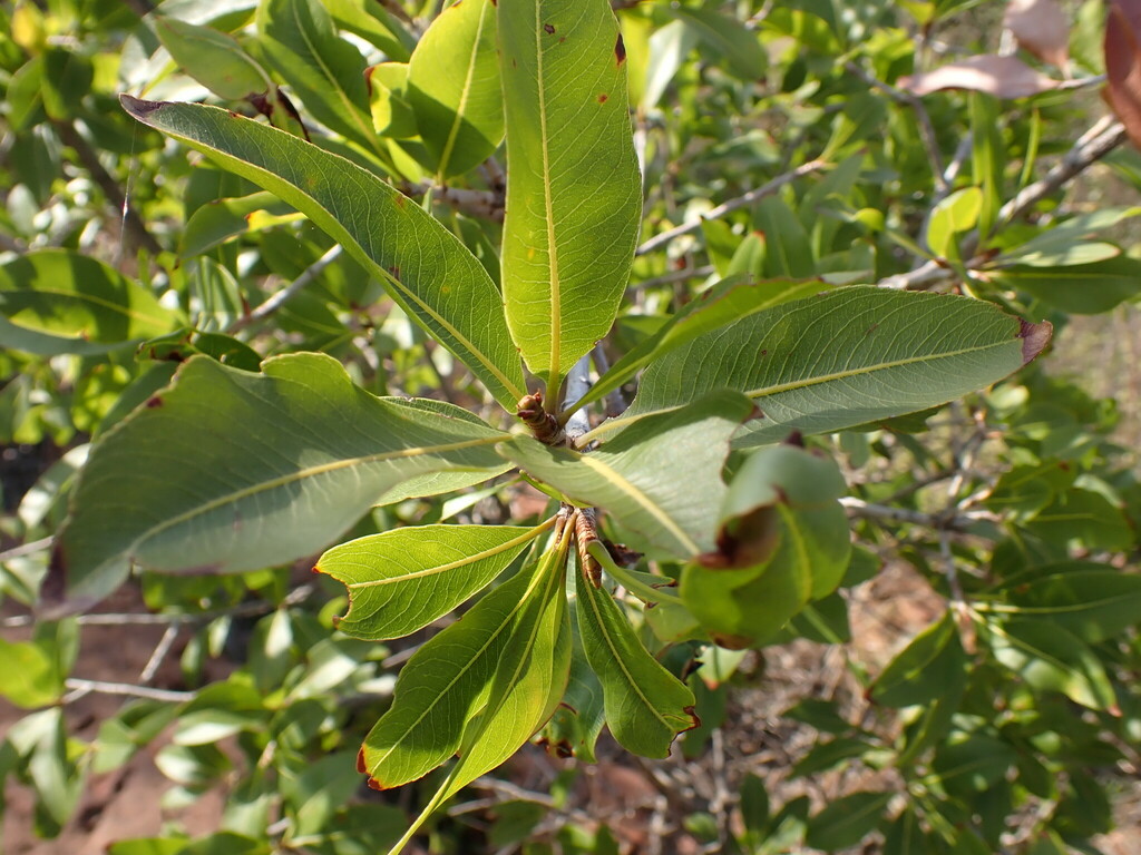 peeling plane from Bojanala Platinum District Municipality, South ...