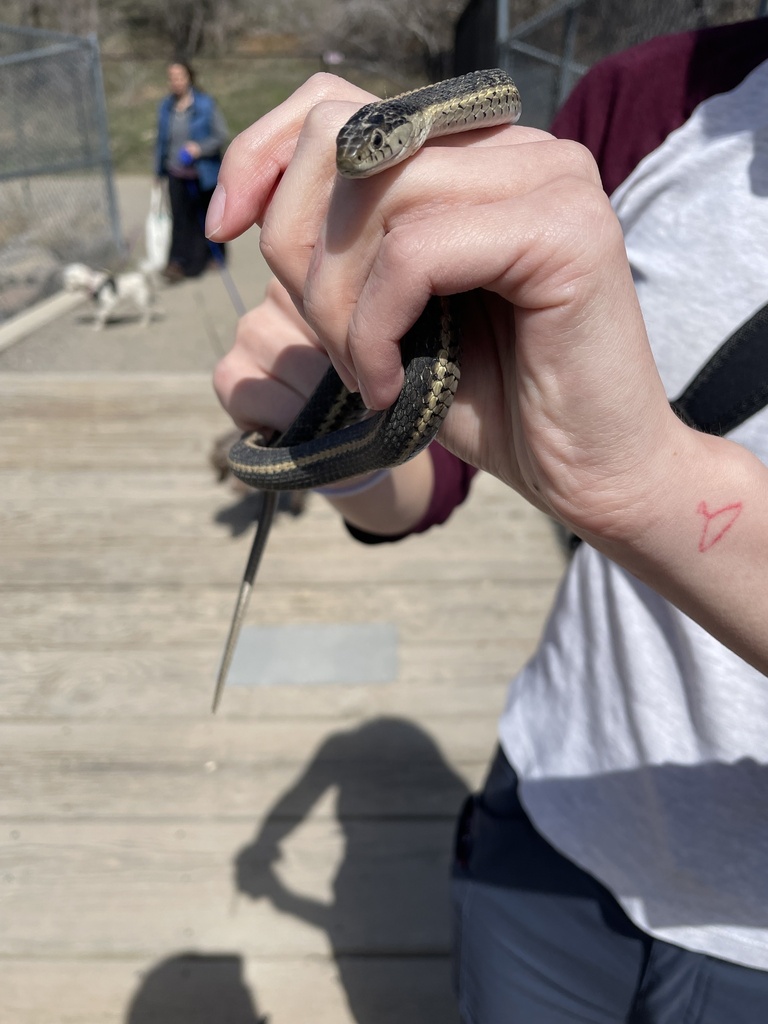 Western Terrestrial Garter Snake from Wilbur D. May Arboretum and ...