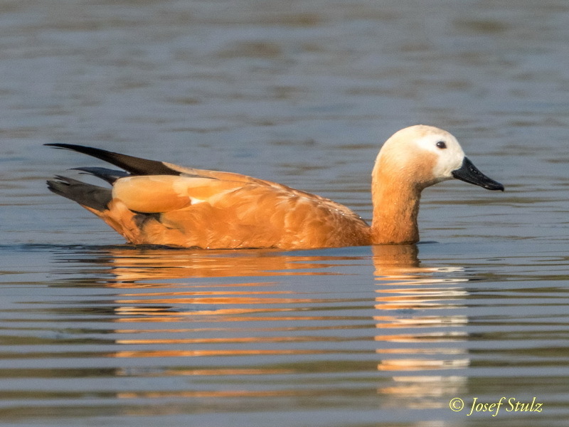 Ruddy Shelduck from Patihani, 44200, Nepal on March 13, 2024 at 08:11 ...