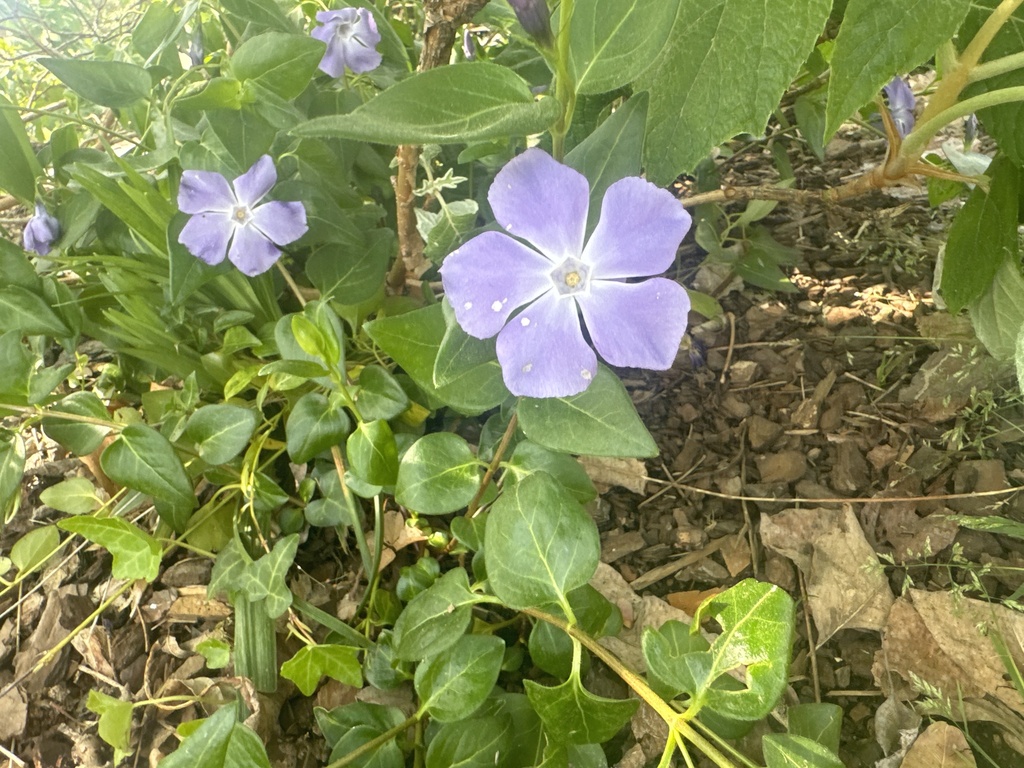 greater periwinkle from UNC Greensboro, Greensboro, NC, US on April 2 ...