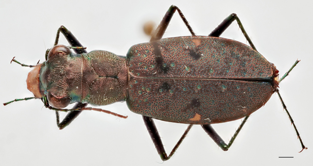One-spotted Tiger Beetle from Phillips Landing Park, Laurel, DE 19956 ...