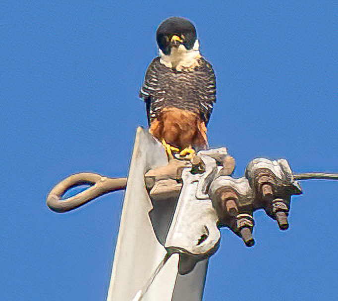 Bat Falcon from Santa Marta, Magdalena, Colombia on February 12, 2024 ...