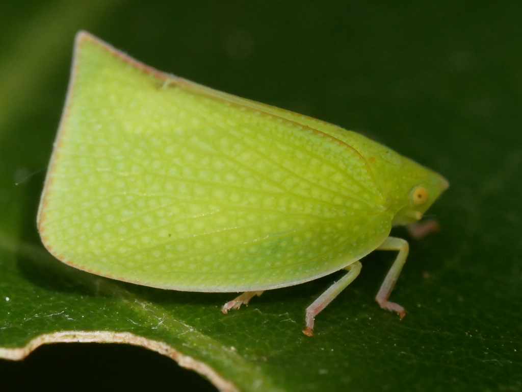 Torpedo Bug from Onemana 3691, New Zealand on April 1, 2024 at 12:32 PM ...