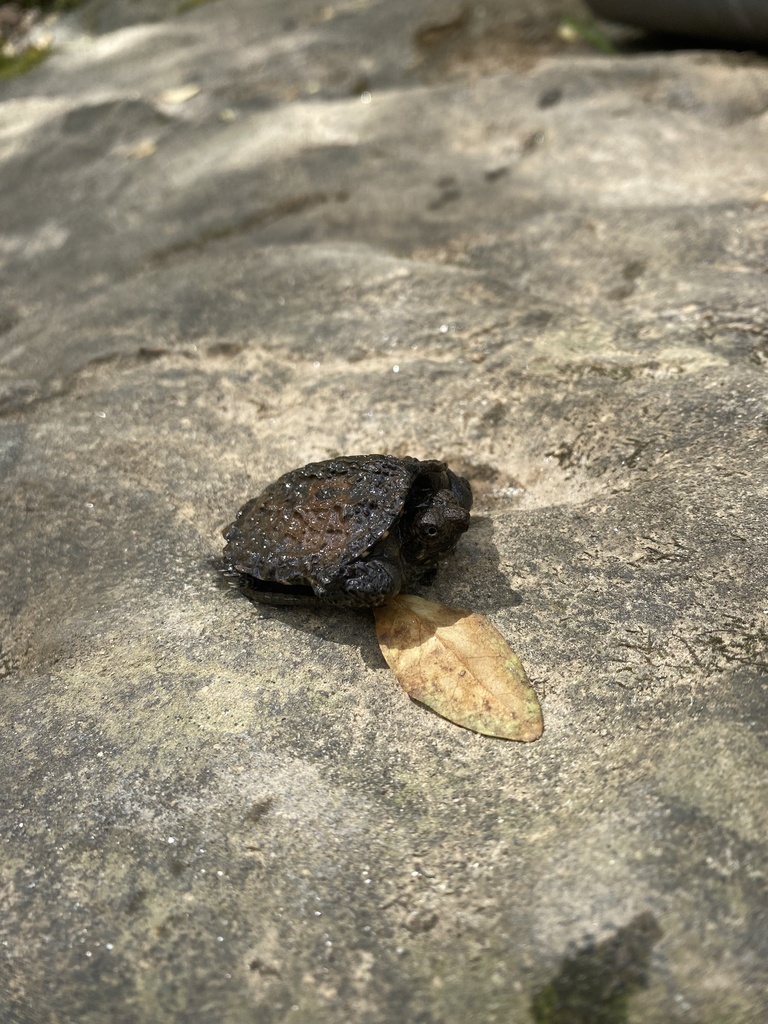 Common Snapping Turtle from Canton, GA, US on April 3, 2024 at 02:48 PM ...