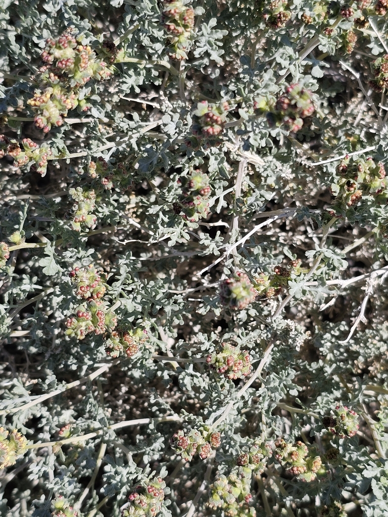 Burrobush from Inyo County, CA, USA on April 2, 2024 at 09:17 AM by ...