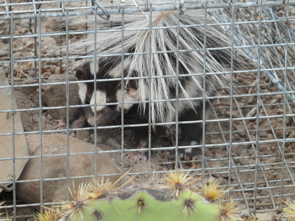 Western Spotted Skunk from Reserva de la Biosfera Mapimí, Dgo., México ...