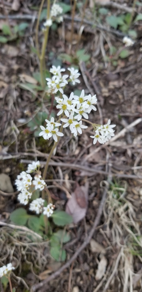 Virginia saxifrage from Brunswick, MD 21758, USA on March 29, 2024 at ...