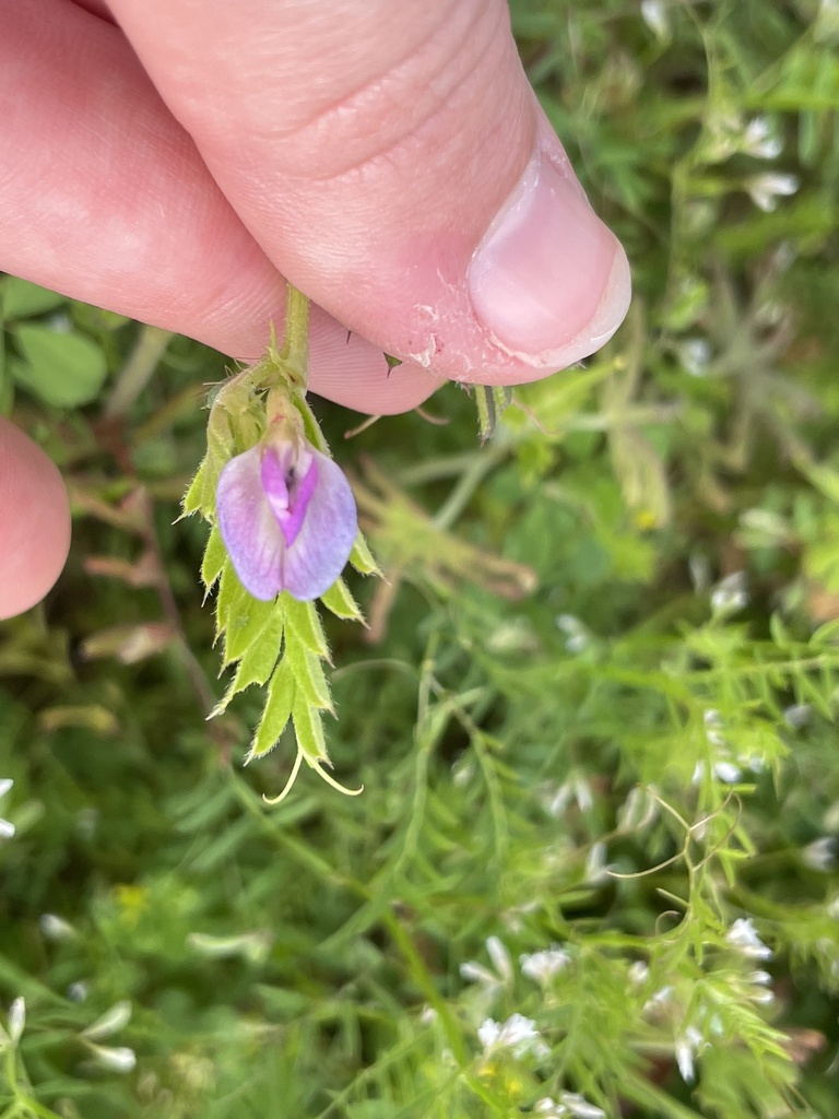 Common Vetch from Statesboro, GA, US on April 2, 2024 at 10:30 AM by ...